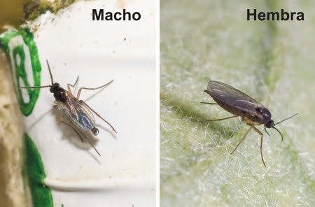 Homo agricola: Las moscas esciáridas