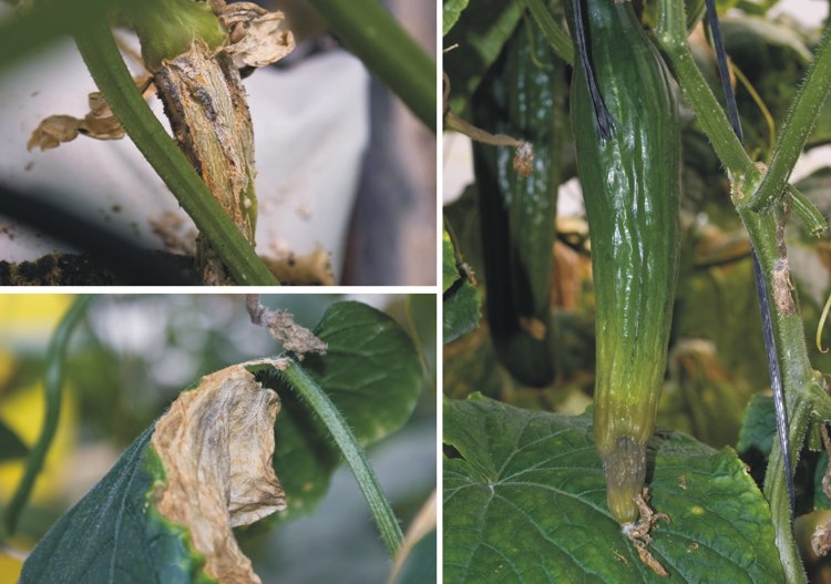 Homo agricola: Didymella bryoniae