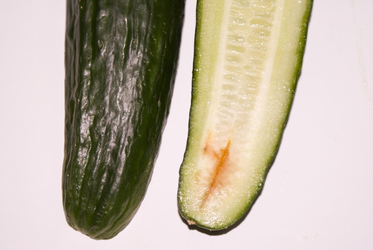 Homo agricola: Didymella bryoniae