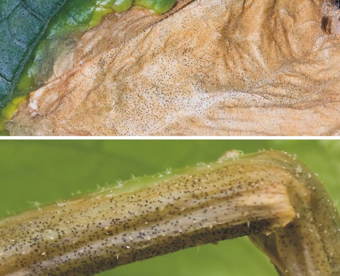 Homo agricola: Didymella bryoniae