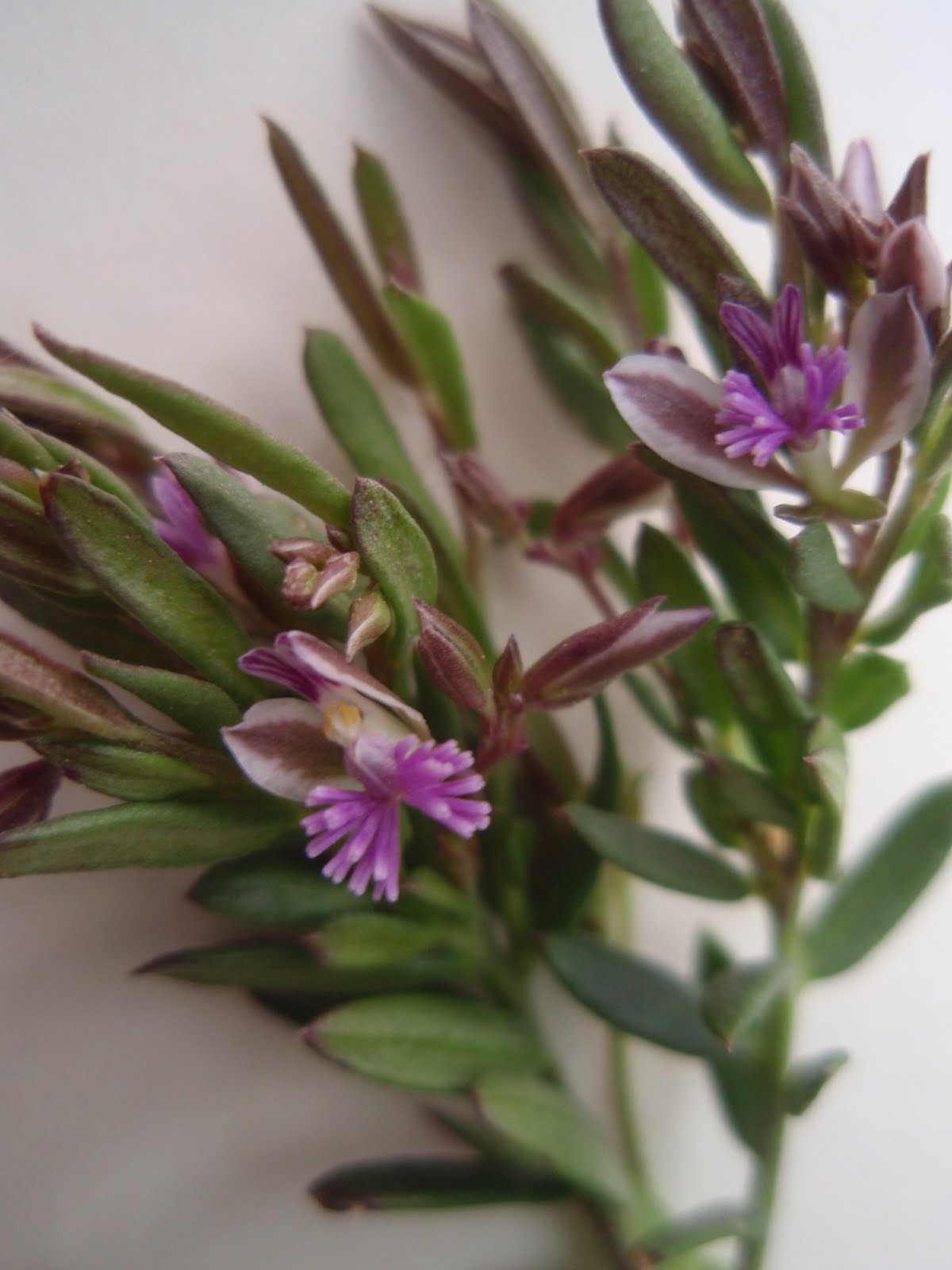 HERBARIO VIRTUAL DE BANYERES DE MARIOLA Y ALICANTE: Polygala rupestris ...