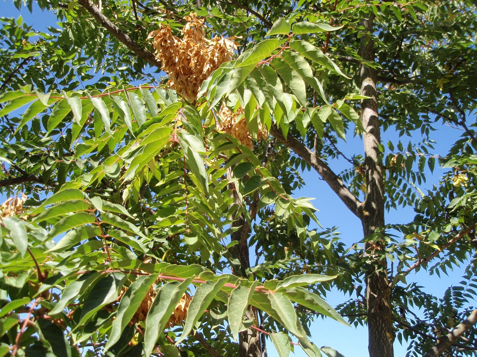 HERBARIO VIRTUAL DE BANYERES DE MARIOLA Y ALICANTE: Ailanthus altissima ...