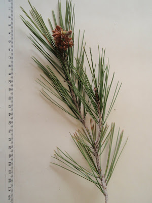 HERBARIO VIRTUAL DE BANYERES DE MARIOLA Y ALICANTE: Pinus halepensis ...