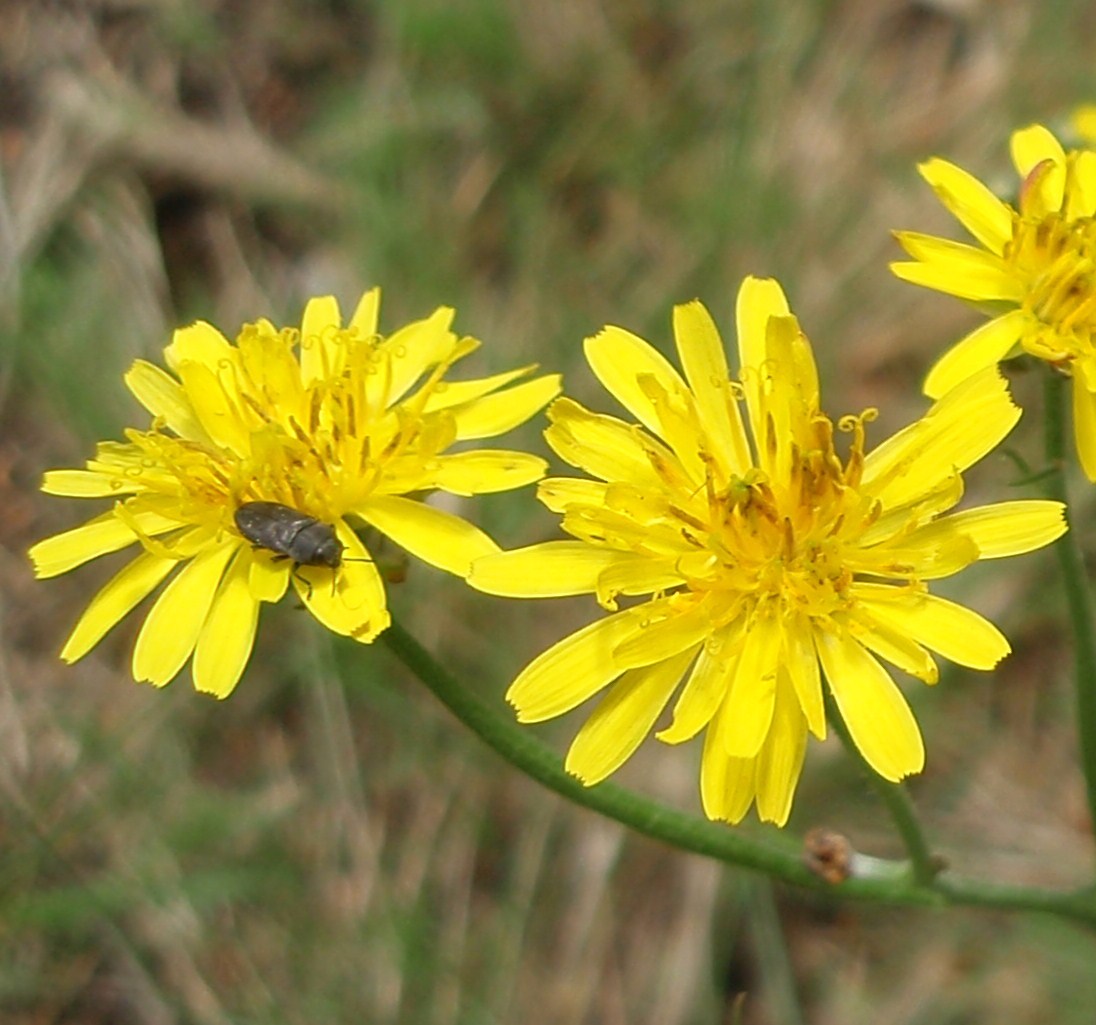HERBARIO VIRTUAL DE BANYERES DE MARIOLA Y ALICANTE: Crepis capillaris