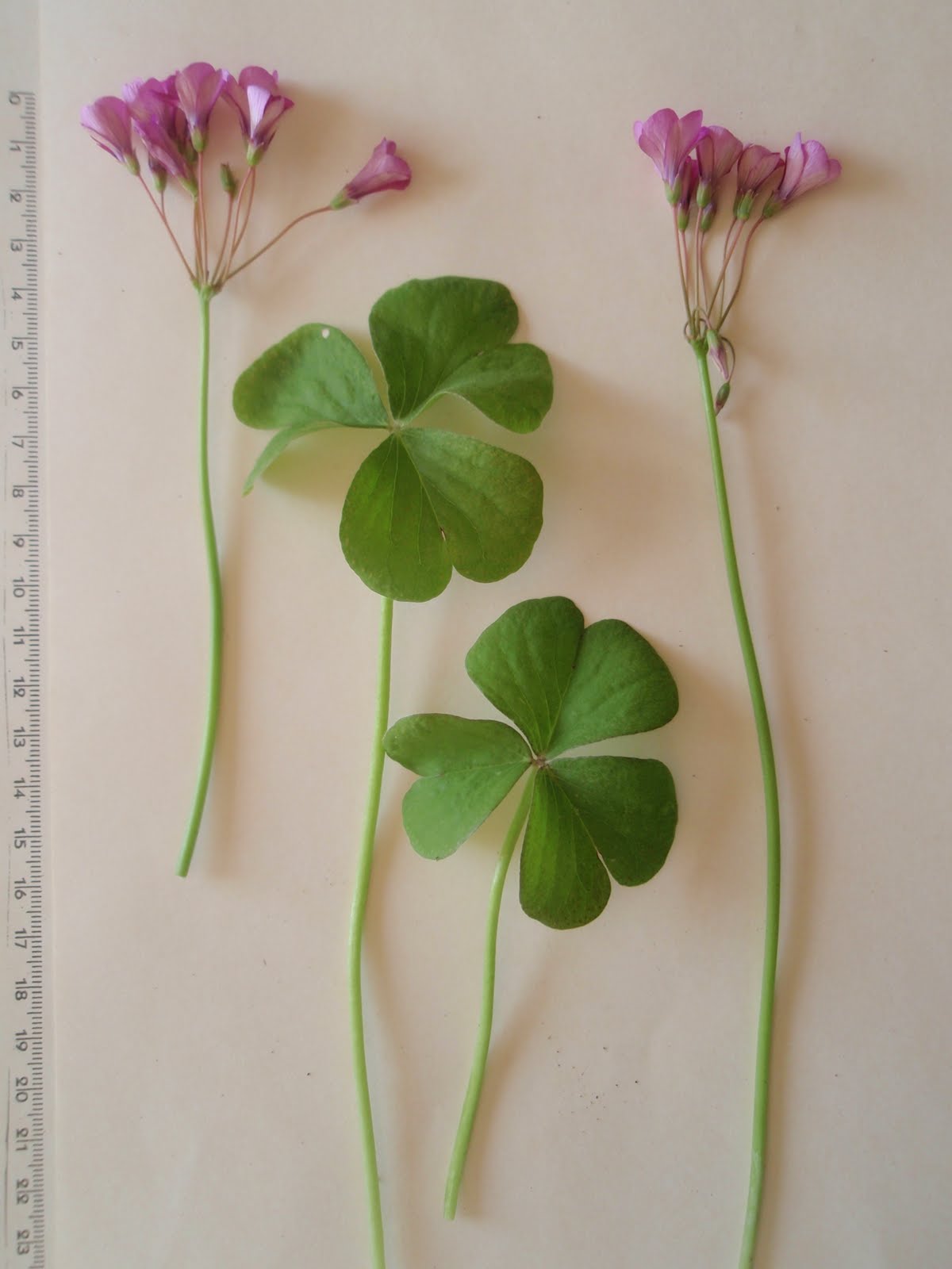 HERBARIO VIRTUAL DE BANYERES DE MARIOLA Y ALICANTE: Oxalis articulata ...