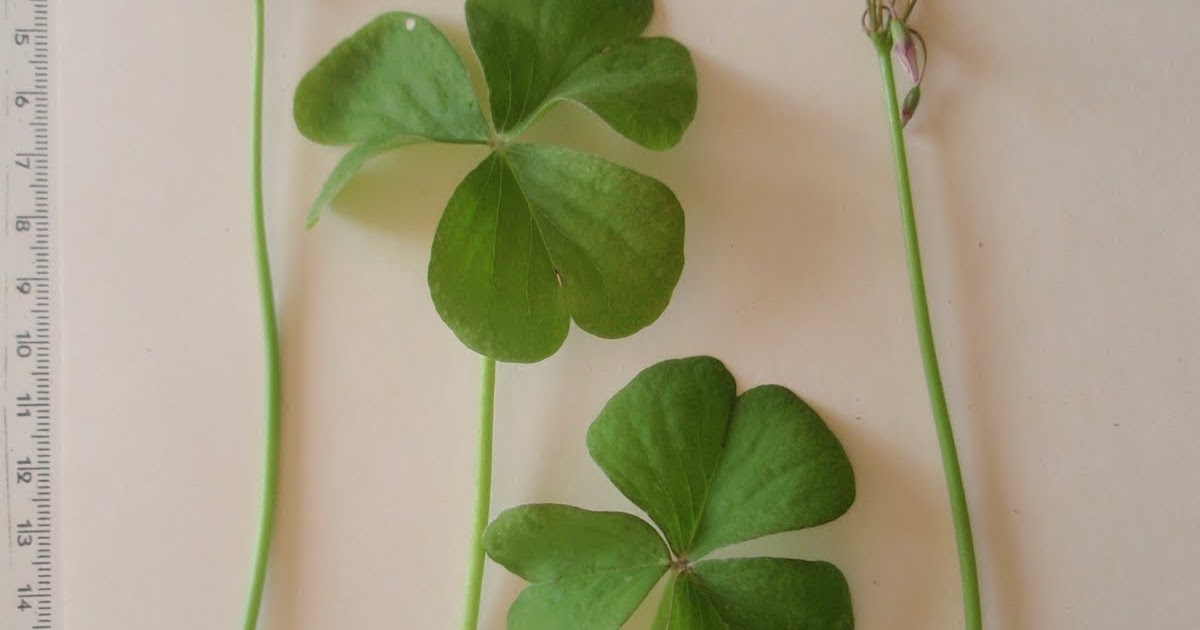 HERBARIO VIRTUAL DE BANYERES DE MARIOLA Y ALICANTE: Oxalis articulata ...