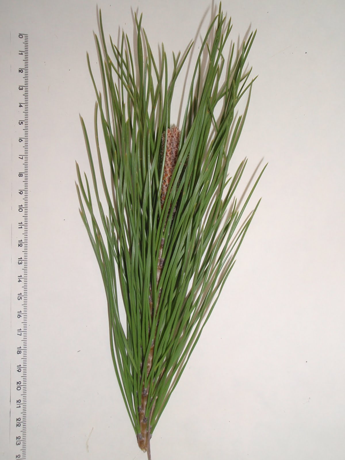 HERBARIO VIRTUAL DE BANYERES DE MARIOLA Y ALICANTE: Pinus pinea - Pino ...