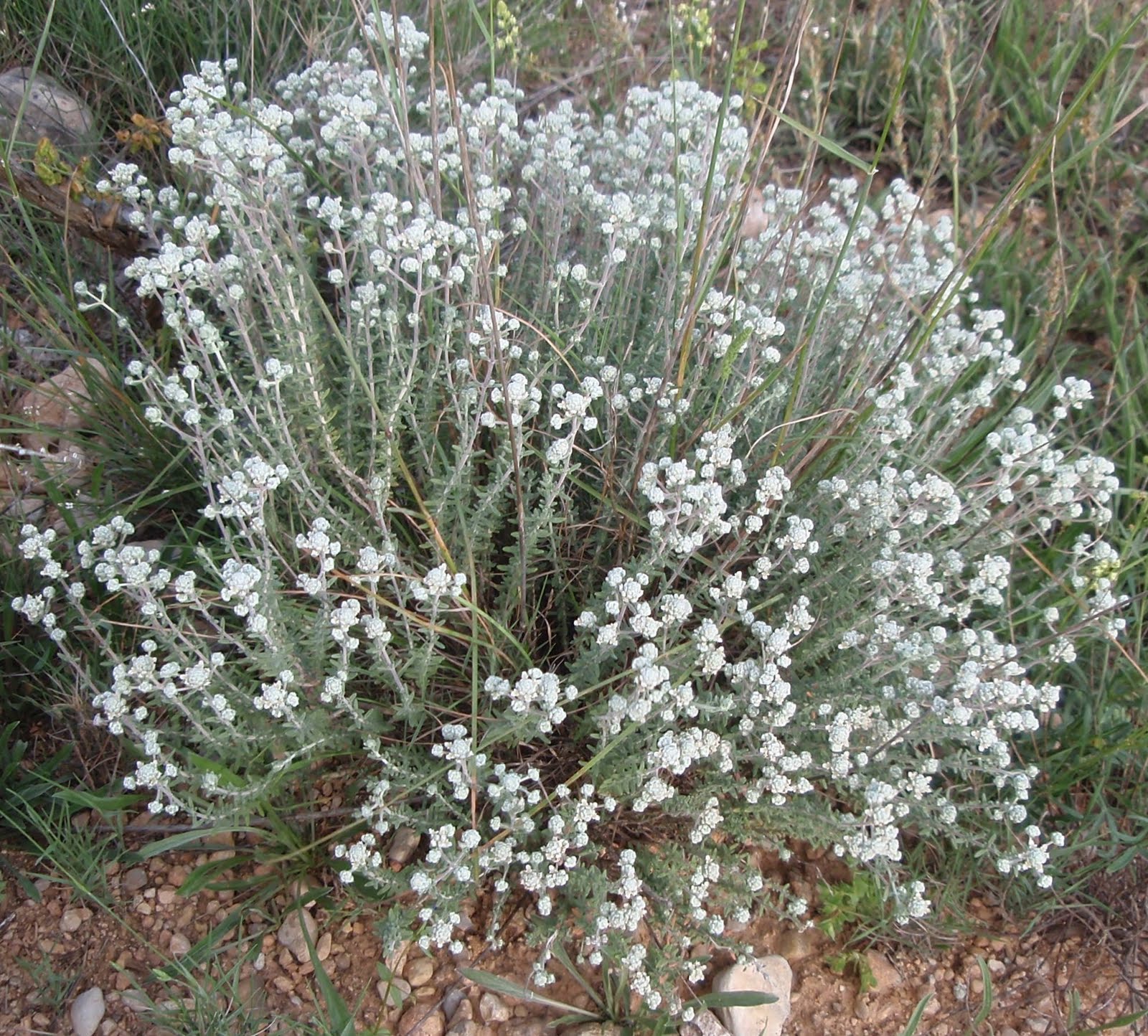 HERBARIO VIRTUAL DE BANYERES DE MARIOLA Y ALICANTE: Teucrium capitatum ...