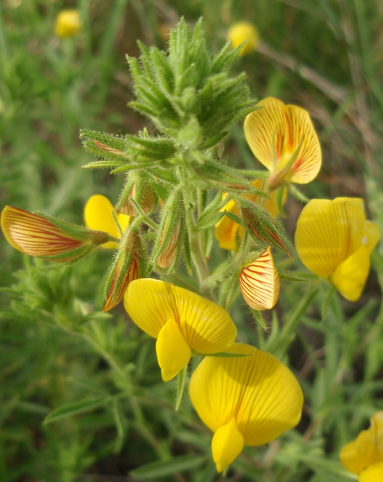 HERBARIO VIRTUAL DE BANYERES DE MARIOLA Y ALICANTE: Ononis natrix ...