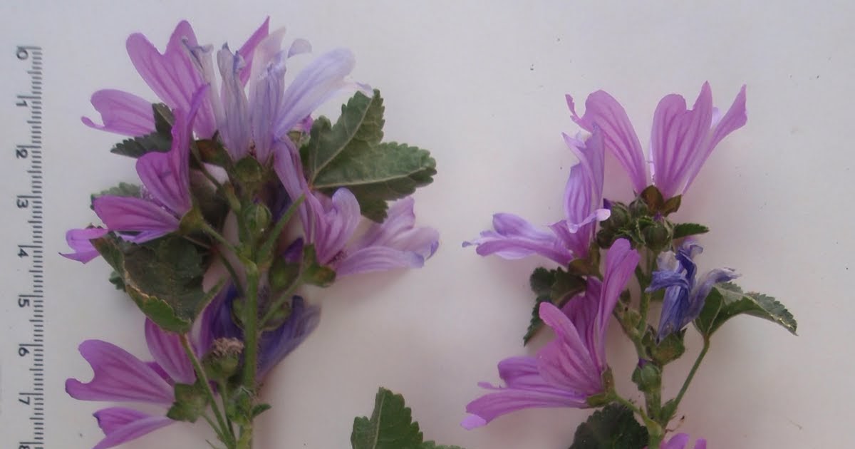 HERBARIO VIRTUAL DE BANYERES DE MARIOLA Y ALICANTE: Malva sylvestris ...