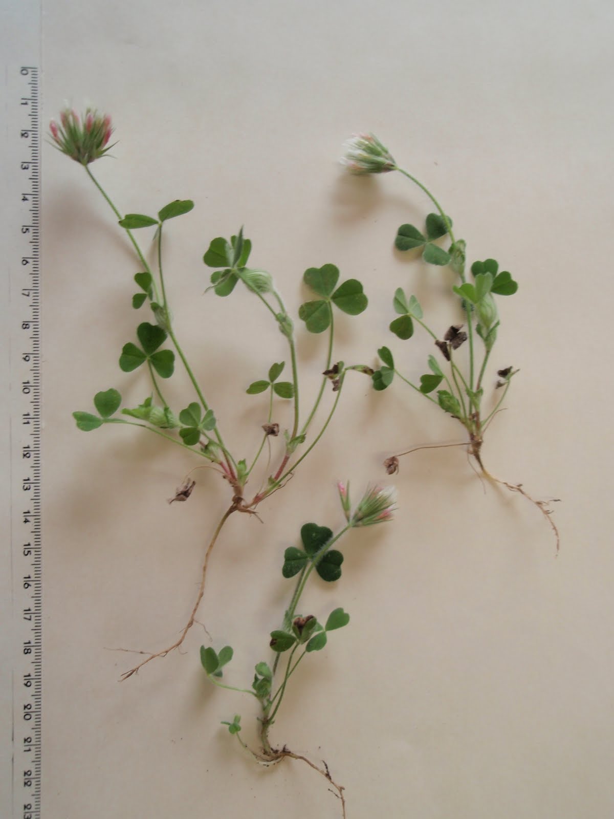 HERBARIO VIRTUAL DE BANYERES DE MARIOLA Y ALICANTE: Trifolium stellatum ...