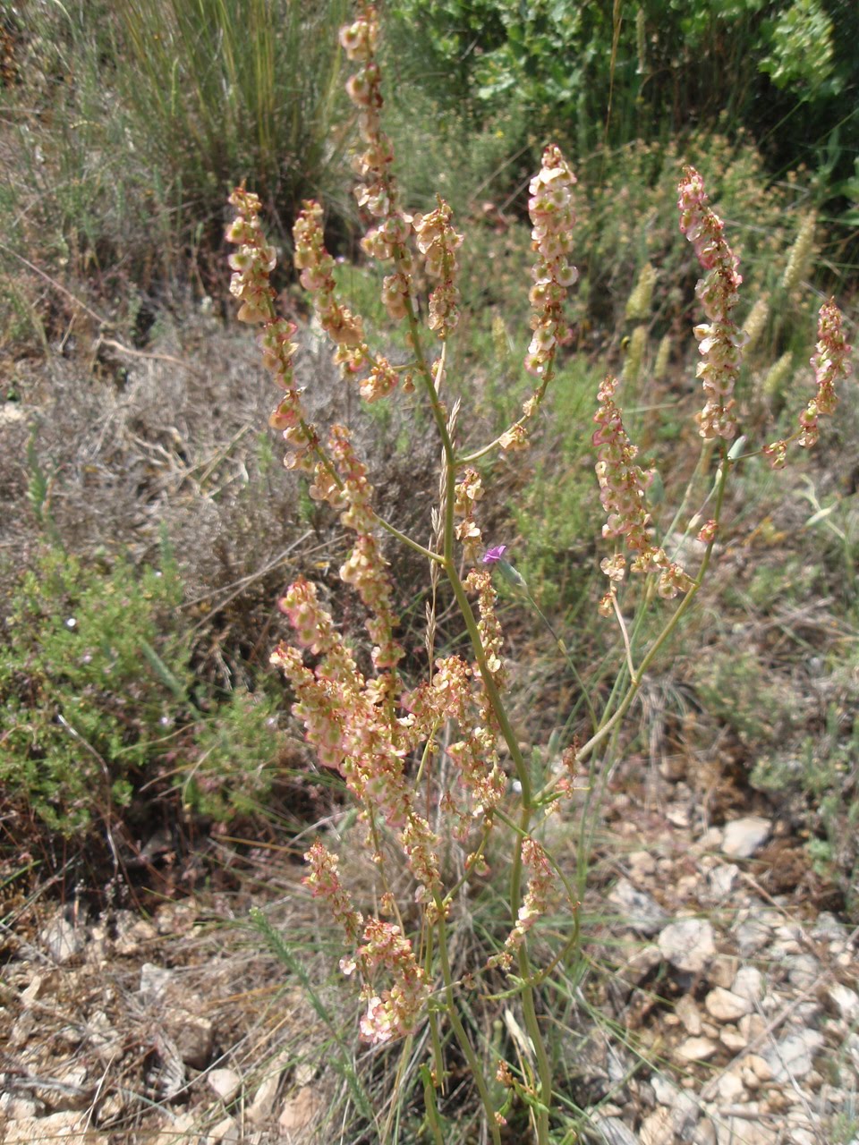 HERBARIO VIRTUAL DE BANYERES DE MARIOLA Y ALICANTE: Rumex intermedius ...