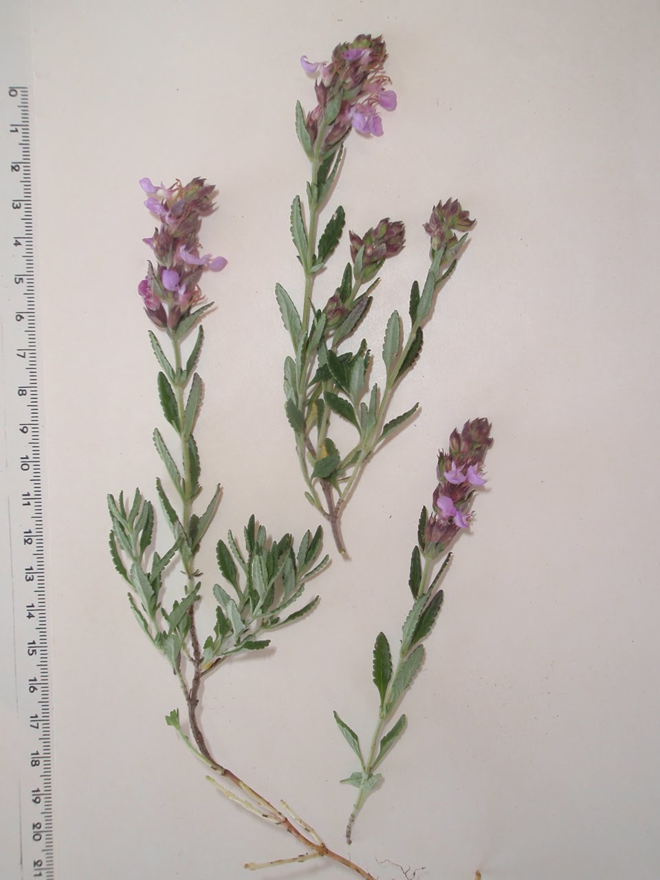 HERBARIO VIRTUAL DE BANYERES DE MARIOLA Y ALICANTE: Teucrium chamaedrys ...