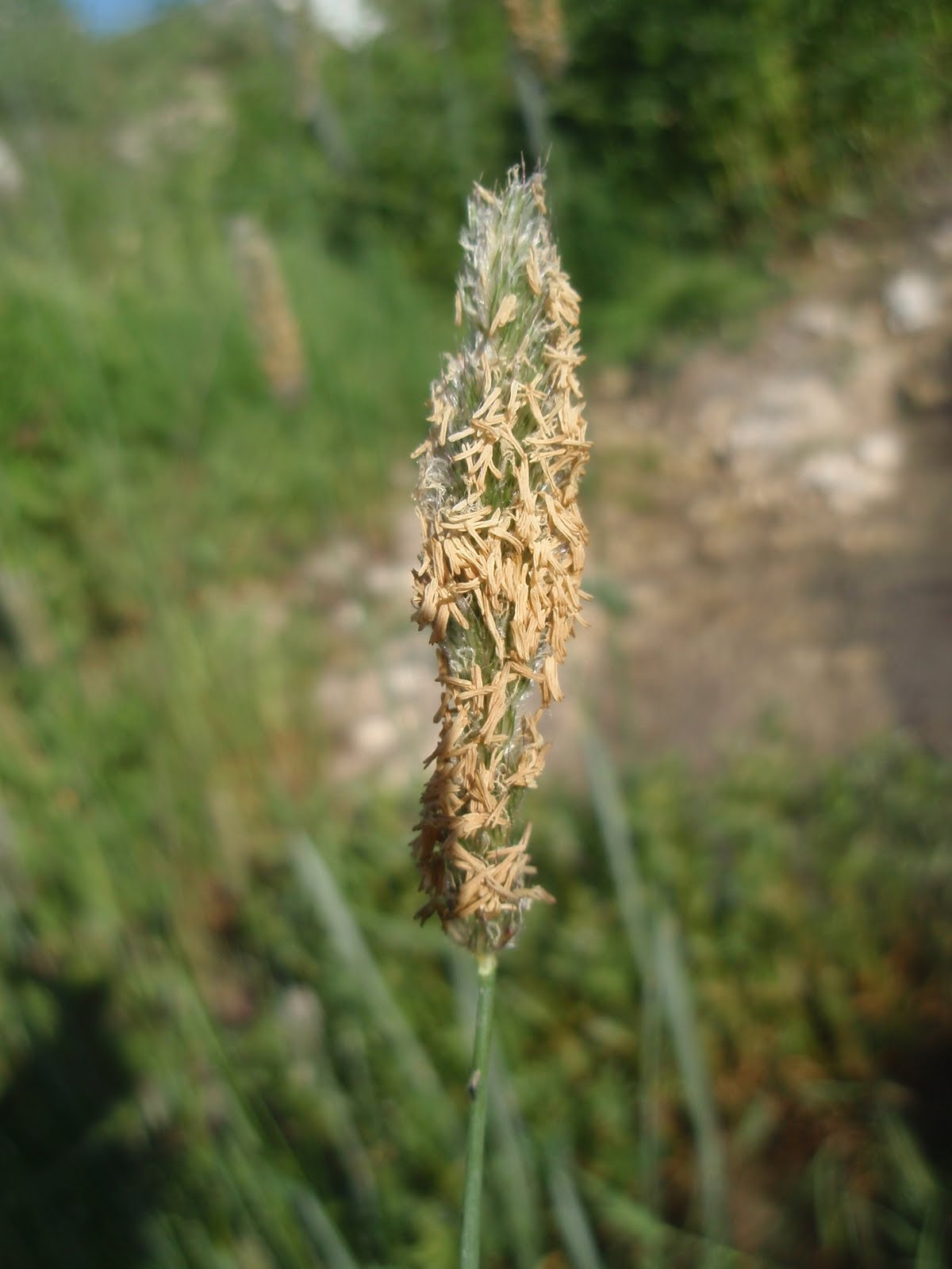 HERBARIO VIRTUAL DE BANYERES DE MARIOLA Y ALICANTE: Phleum phleoides ...