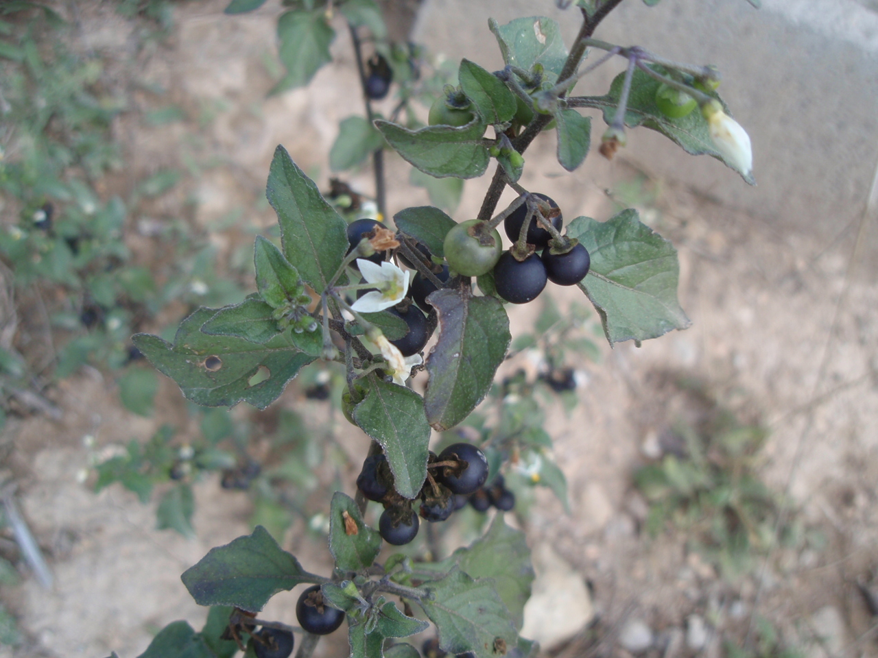 HERBARIO VIRTUAL DE BANYERES DE MARIOLA Y ALICANTE: Solanum nigrum ...