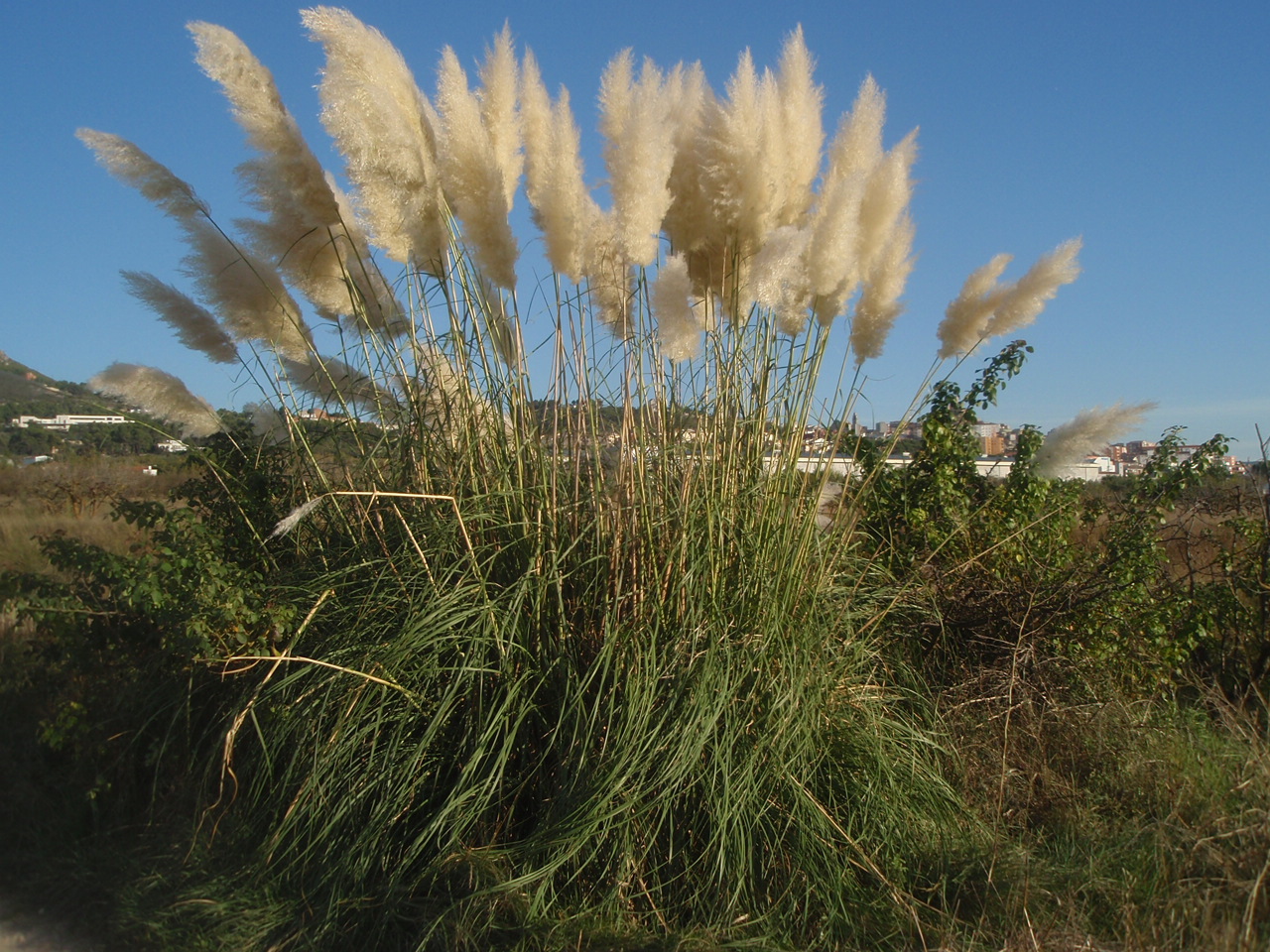 HERBARIO VIRTUAL DE BANYERES DE MARIOLA Y ALICANTE: Cortaderia selloana ...
