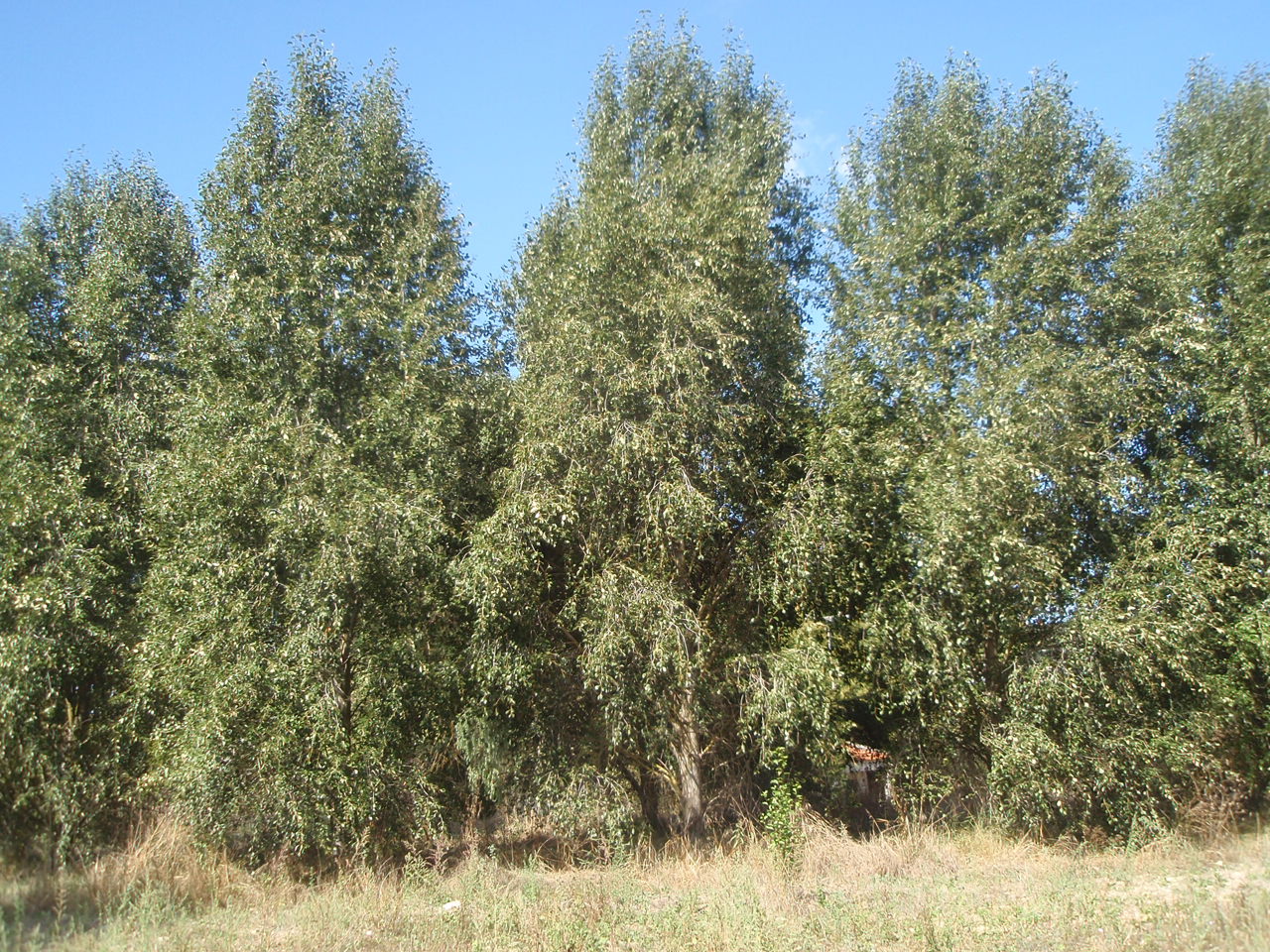 HERBARIO VIRTUAL DE BANYERES DE MARIOLA Y ALICANTE: Populus simonii ...