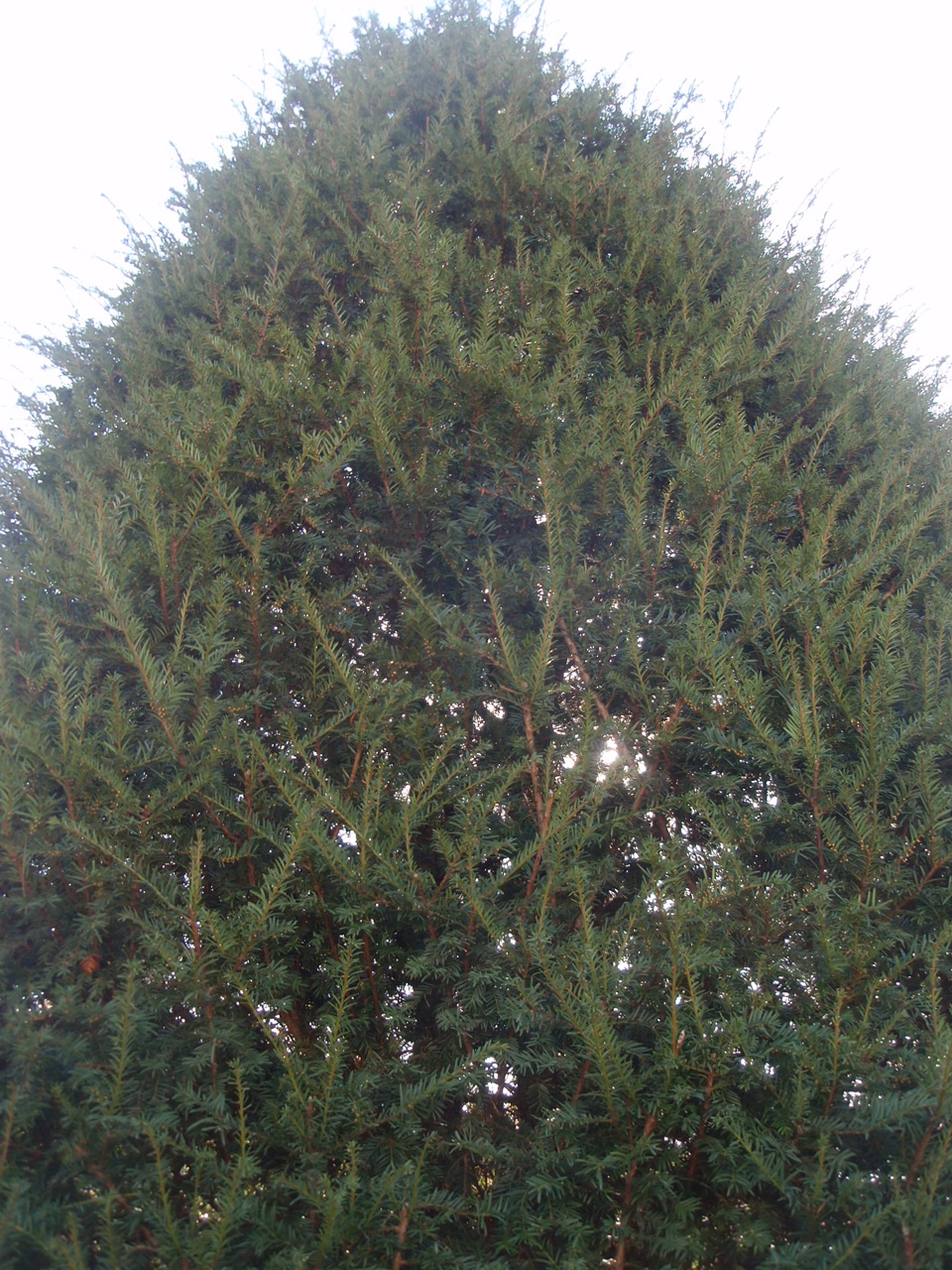 HERBARIO VIRTUAL DE BANYERES DE MARIOLA Y ALICANTE: Taxus baccata ...