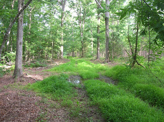 Oh To Be Hiking!: Ticked Off in Amelia WMA!