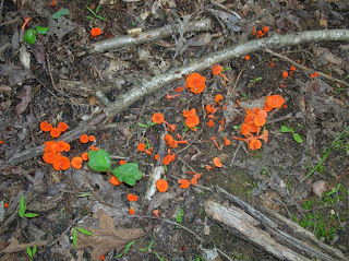 Oh To Be Hiking!: Ticked Off in Amelia WMA!