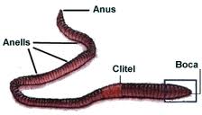 DESPLAÇAMENTS D'ANIMALS