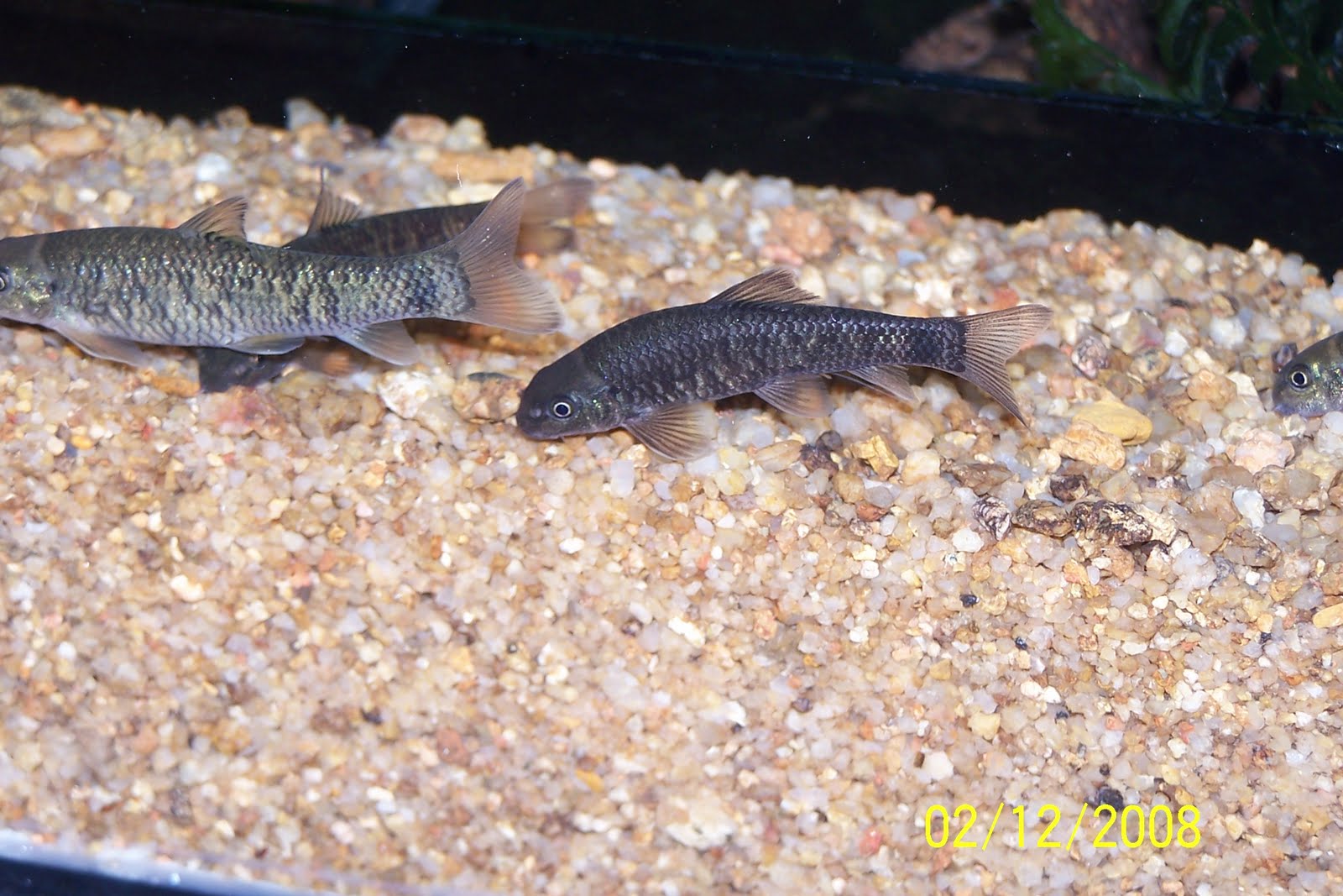 Ecologicord: Garra ruffa