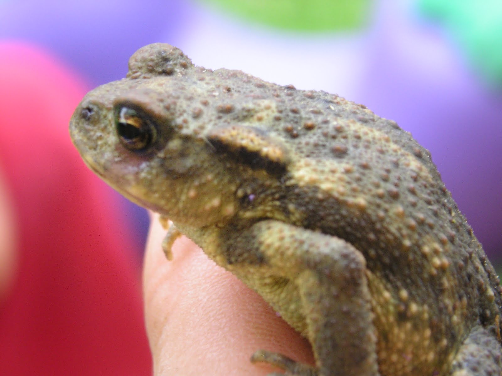 cosas que me gustan y mucho más: El sapito