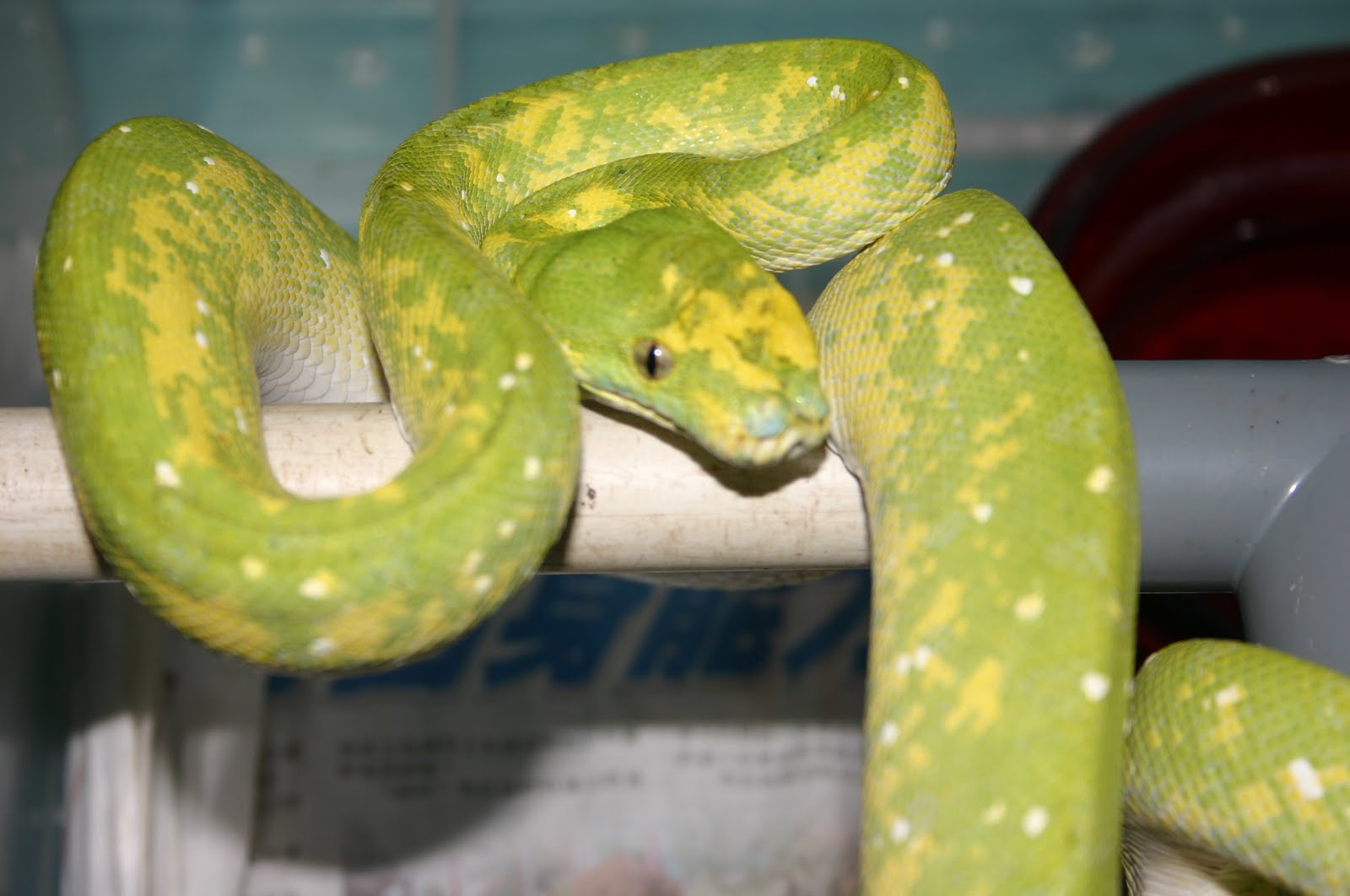 Marvin's Reptiles and Exotics Pets: Biak Green Tree Python