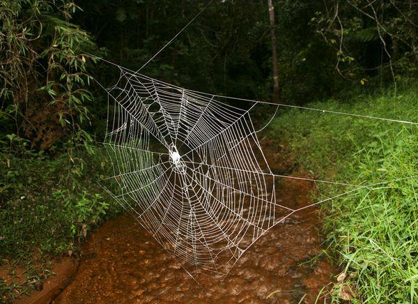 Future-ish: Darwin's Bark Spider spins big brawny silk