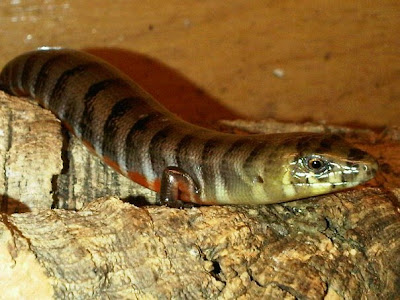 RAW DOG REPTILES: WEEK 27 @ THE RAW DOG WEEKLY The Galiswasp Skink a.k ...