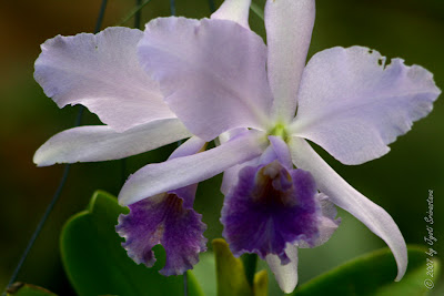 The Orchid House: Blue Cattleya hybrid