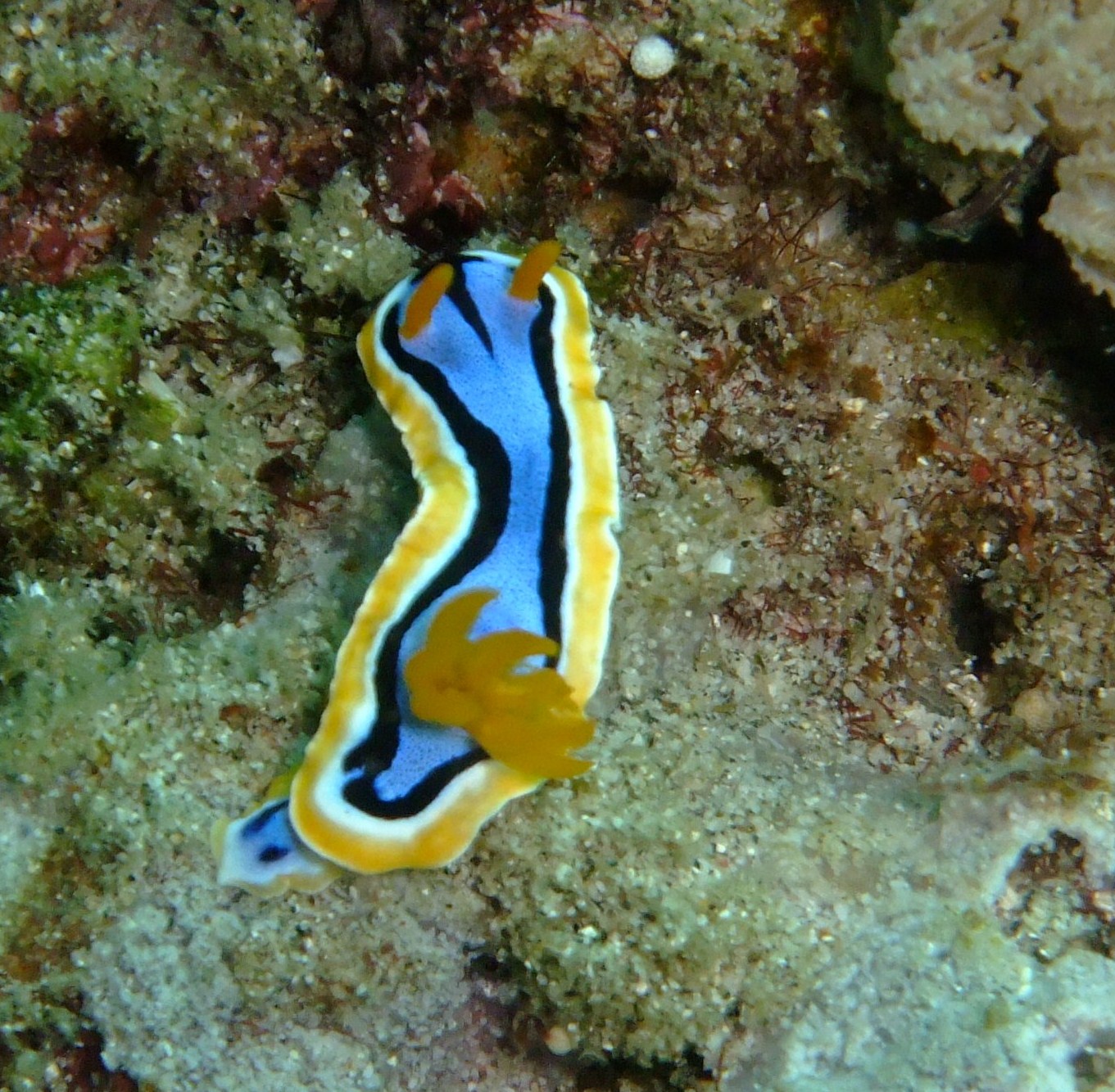 Absolute Scuba Bali Indonesia: Nudibranch facts