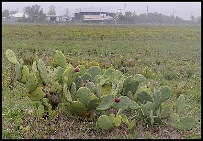 Hunter Valley Backyard Nature: #14 Prickly pests