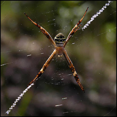 Hunter Valley Backyard Nature: #36 A colourful bush and urban spider