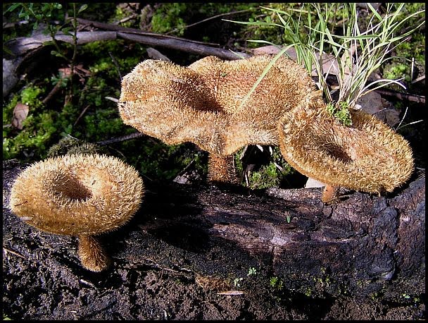 Australian Fungi - A Blog: #43 Panus fasciatus