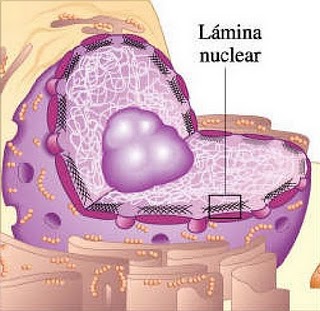HISTOLOGIA: Nucleo