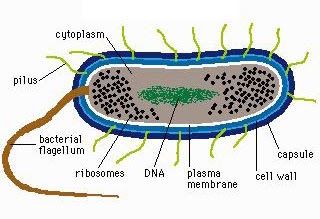 MUNDO DA BIOLOGIA: Célula Procariotica