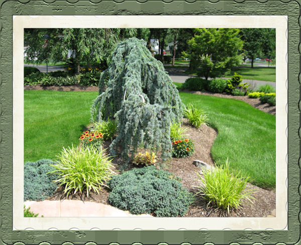 Blue Atlas Cedar In Landscaping