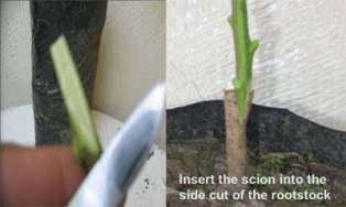 Materials and Methods of Grafting Mango Tree: The Scion and Rootstock ...