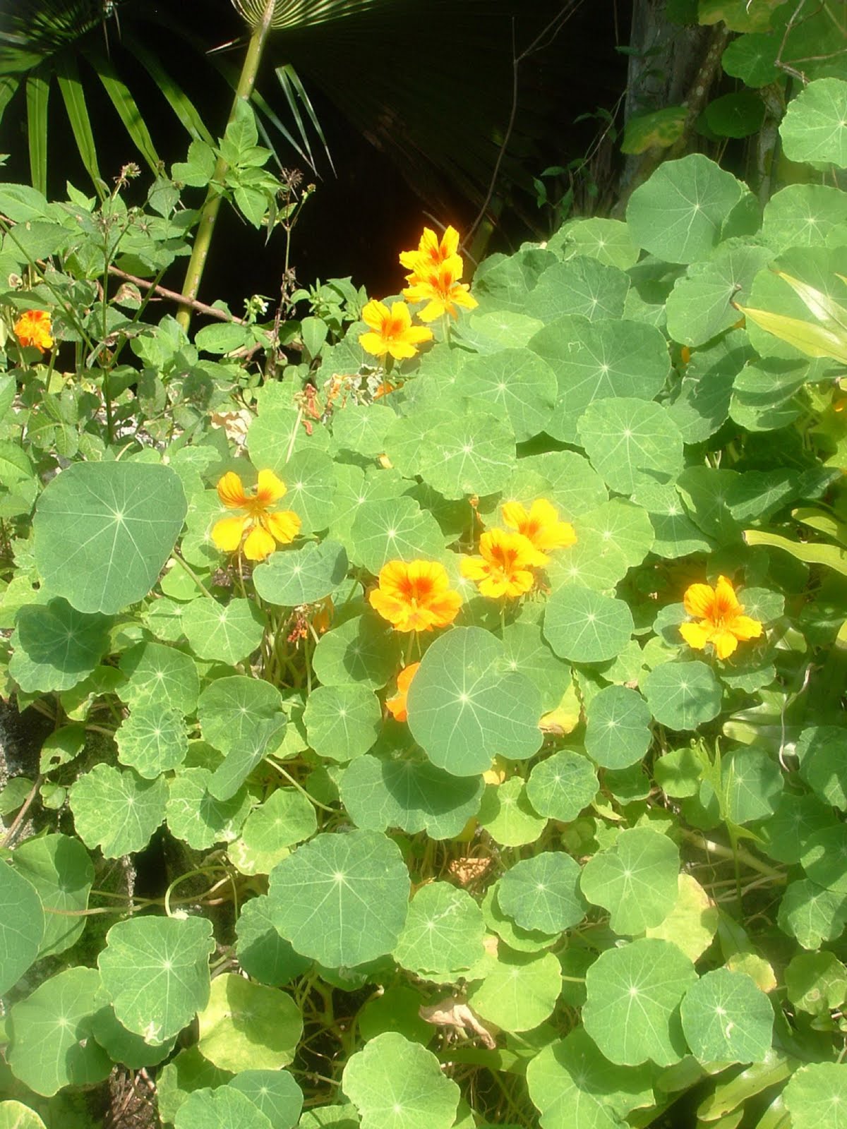 Photography by Phyllis: Flowers in Bermuda