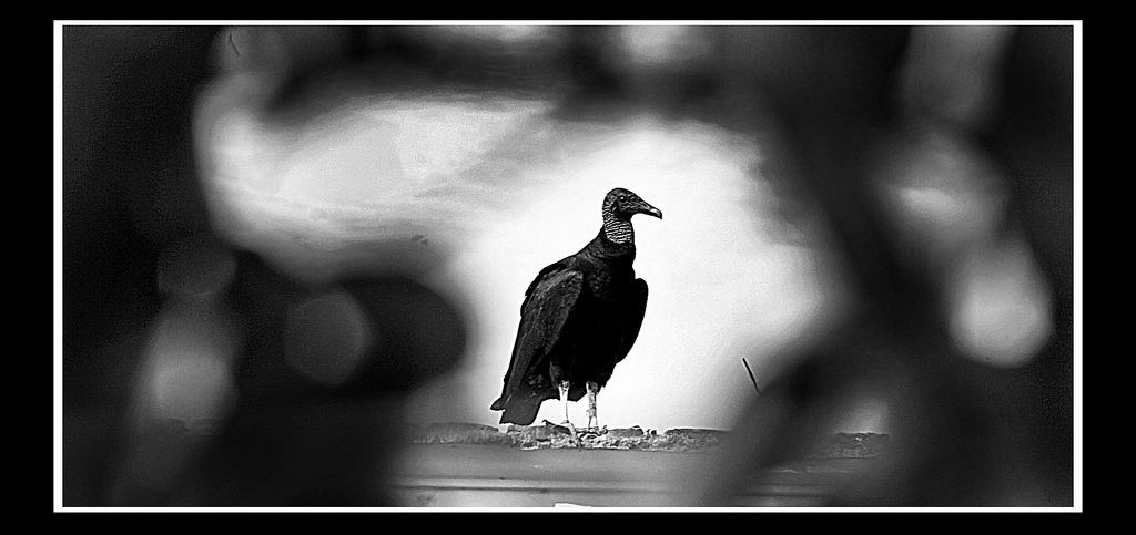 Bitácora del Párvulo: Zope