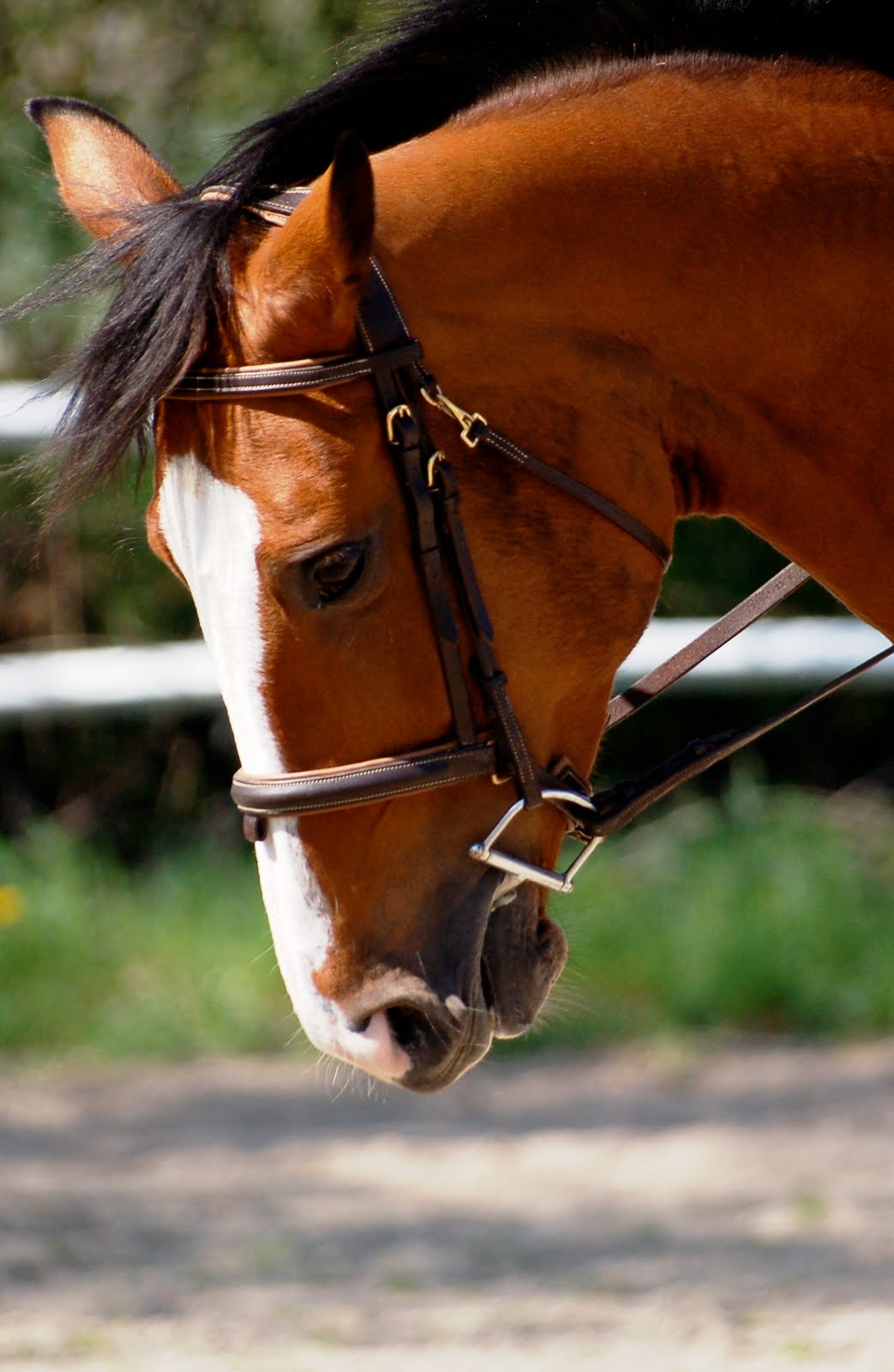 Nél & co: Histoires de mors
