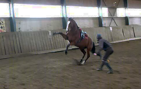 Nél & co: Néli apprend à se cabrer