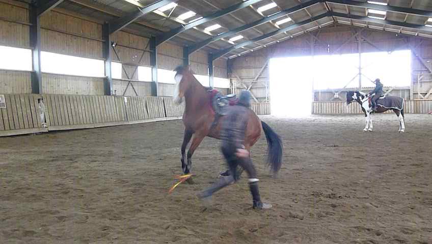 Nél & co: Néli apprend à se cabrer