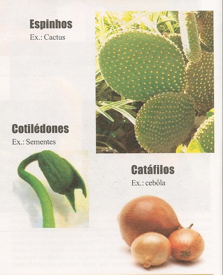 Reino Plantae: Julho 2010