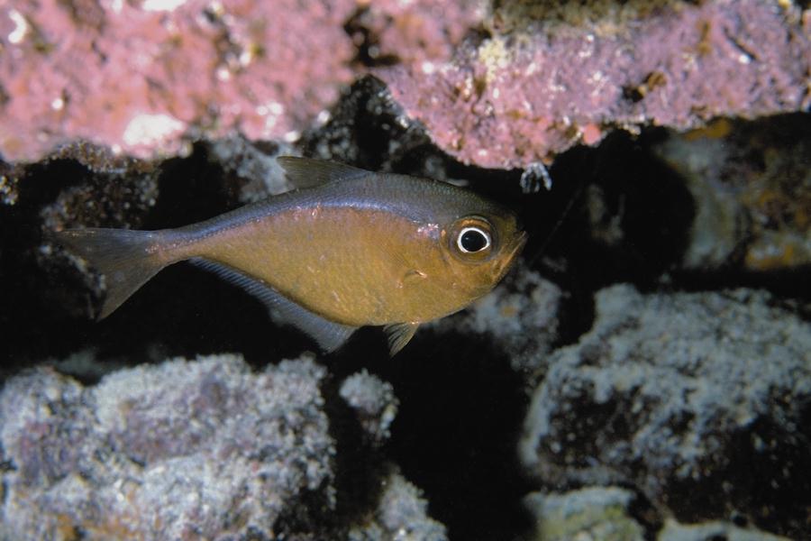 TroFish photo | All About Pics