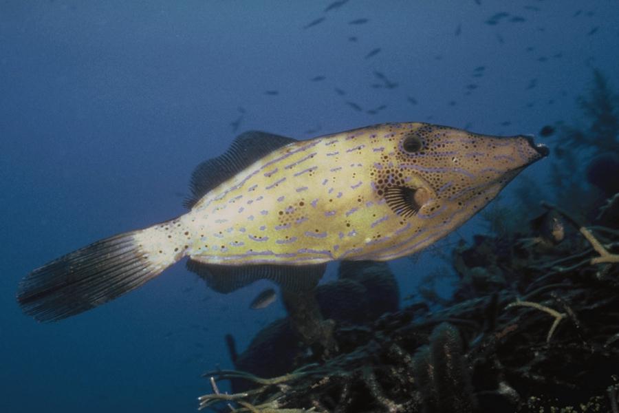 TroFish photo | All About Pics