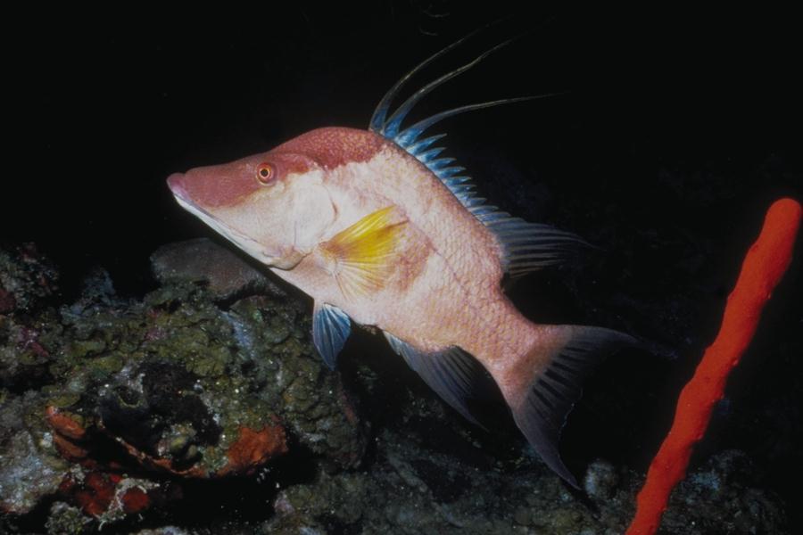 TroFish photo | All About Pics