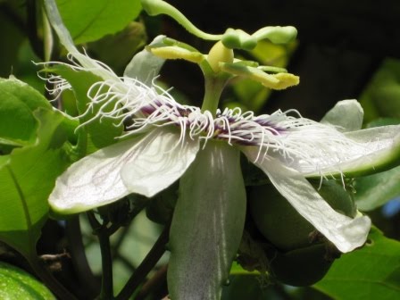 Tentang Bunga Markisa | My Little Note