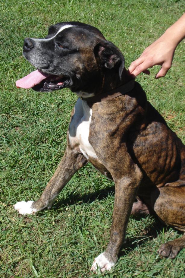 Adote, Não Compre!: ADOTADO AQUI PELO BLOG!!! UHUUU \o/\o/\o/ Grandão ...